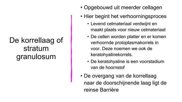 Alle basische theorie over de huid anatomy | PPTX