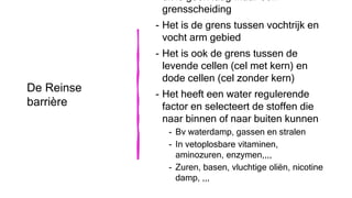 Alle basische theorie over de huid anatomy | PPTX