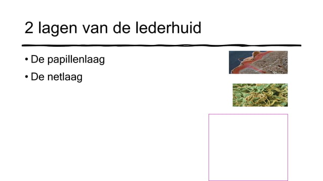 Alle basische theorie over de huid anatomy | PPTX