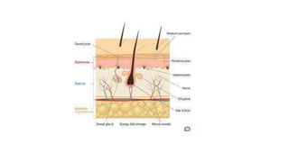 Alle basische theorie over de huid anatomy | PPTX
