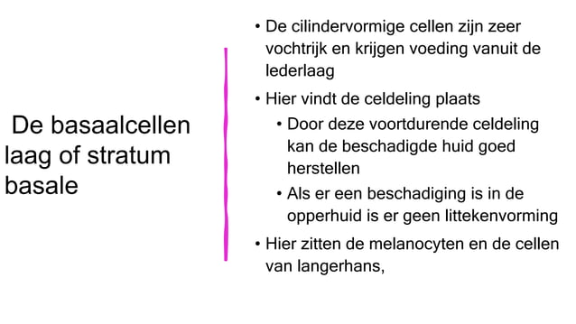 Alle basische theorie over de huid anatomy | PPTX