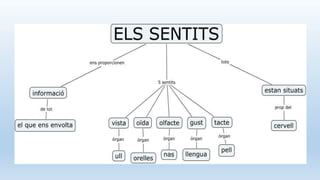 Projecte 5è: ELS SENTITS | PPTX