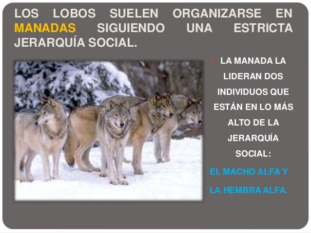 Power lobos