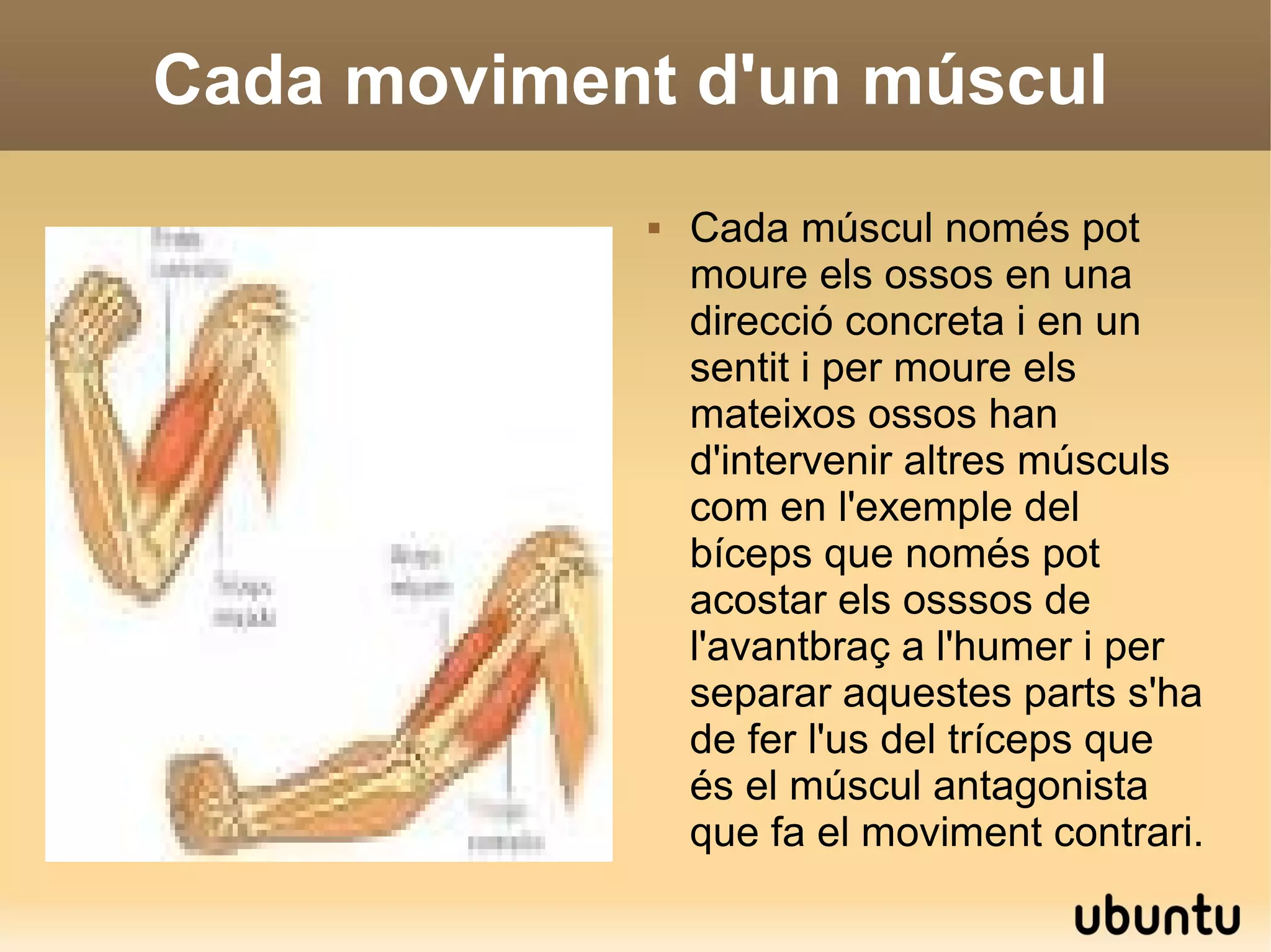 Power musculs | ODP