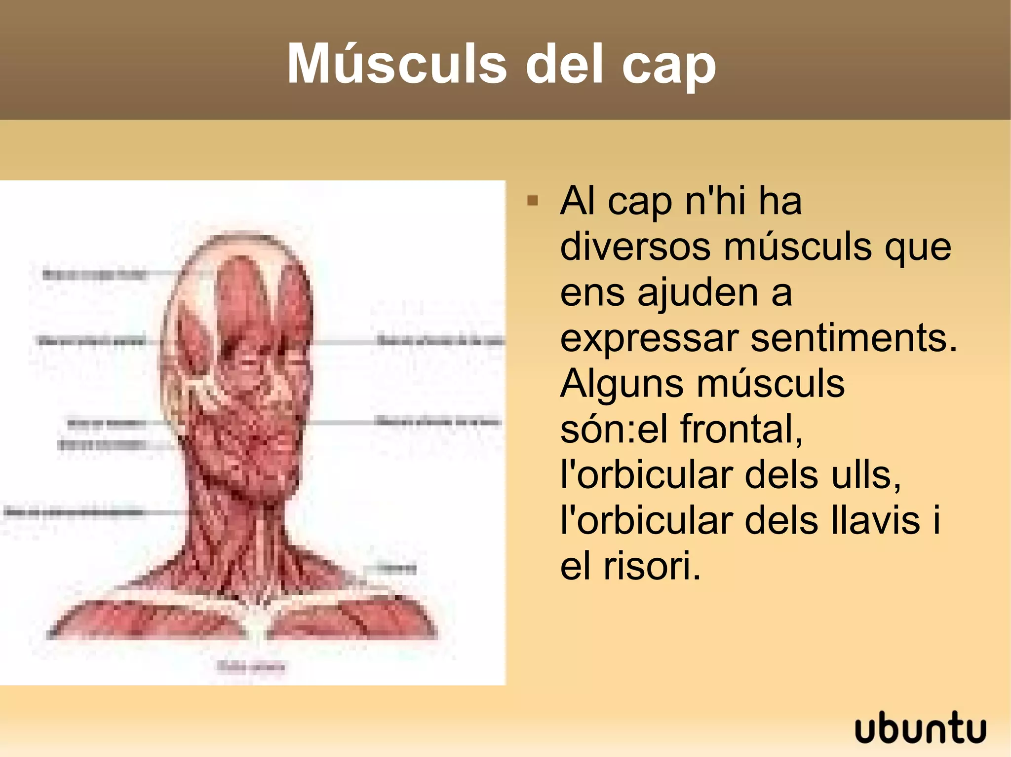 Power musculs | ODP