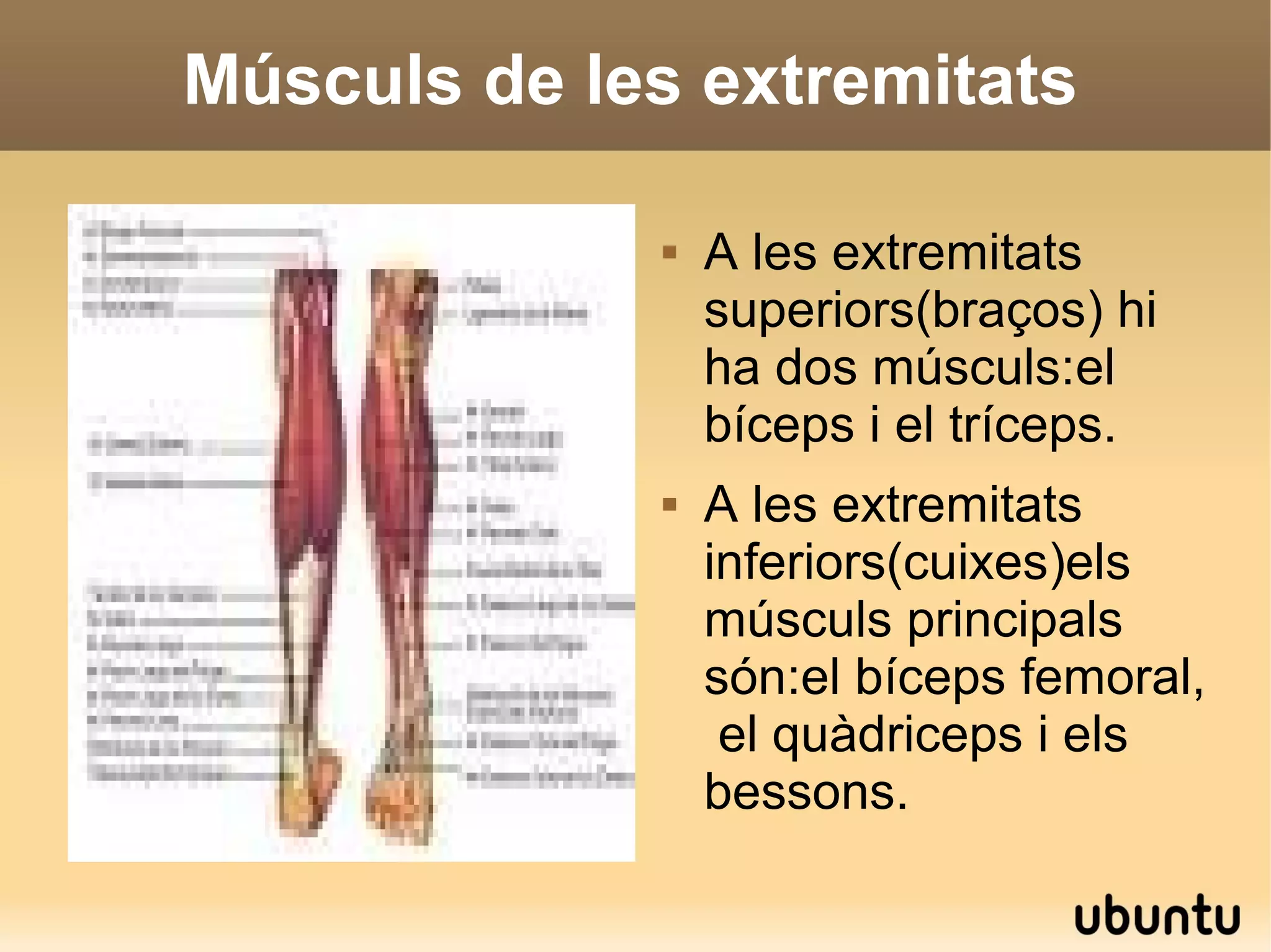 Power musculs | ODP