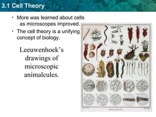 Cellular Theory Introduction | PPT