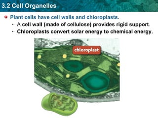 Cell Organelles | PPT