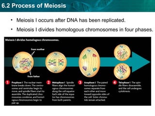 6.2 Meiosis | PPT