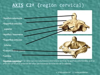 powerpoint de anatomia | PPT