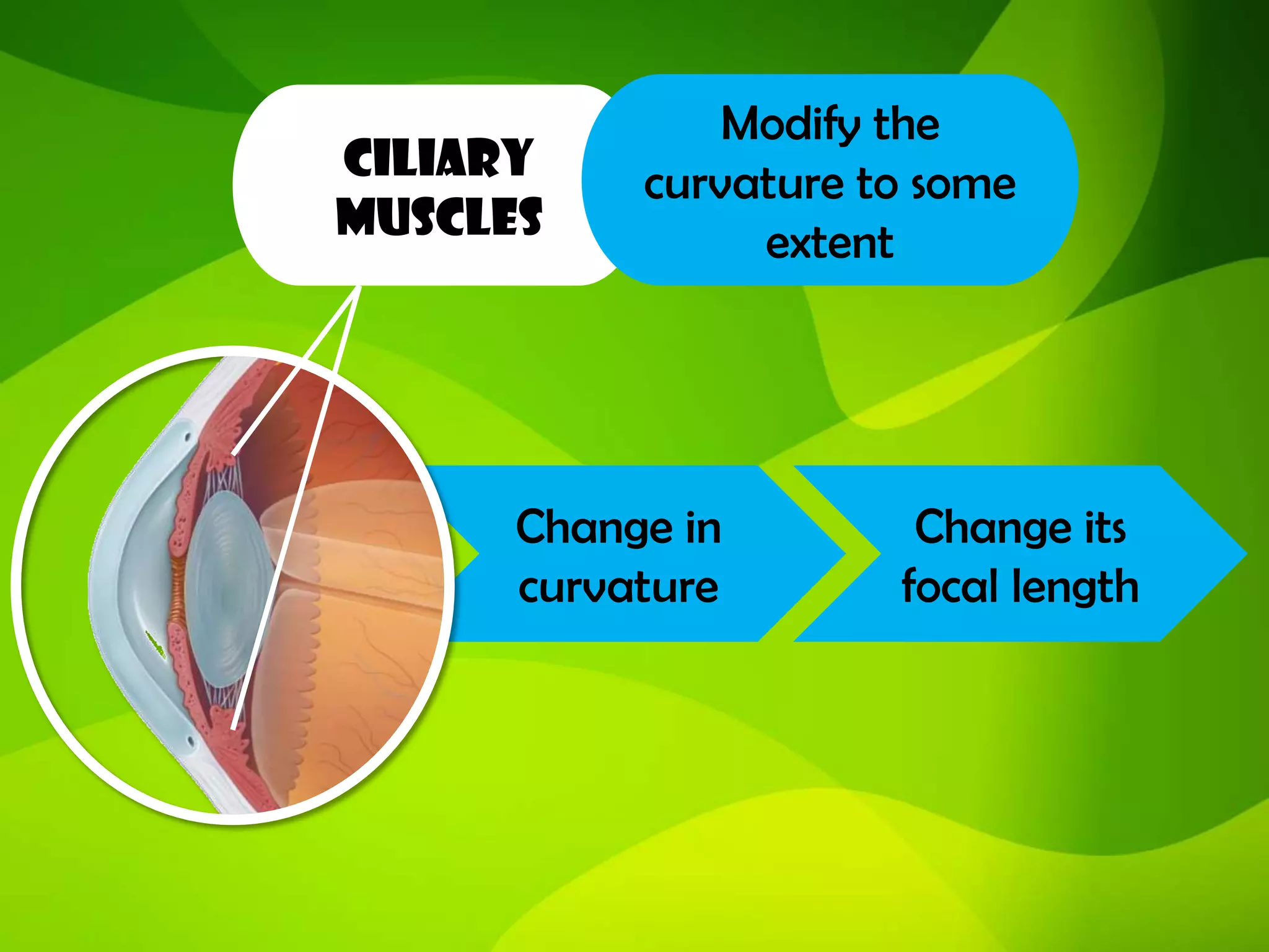 Power of Accommodation- Human Eye | PPTX