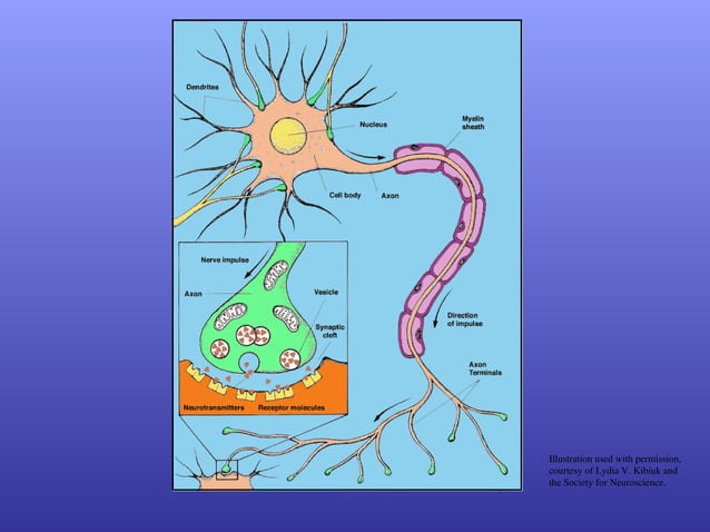 Science of Drugs and its effect on the brain.ppt