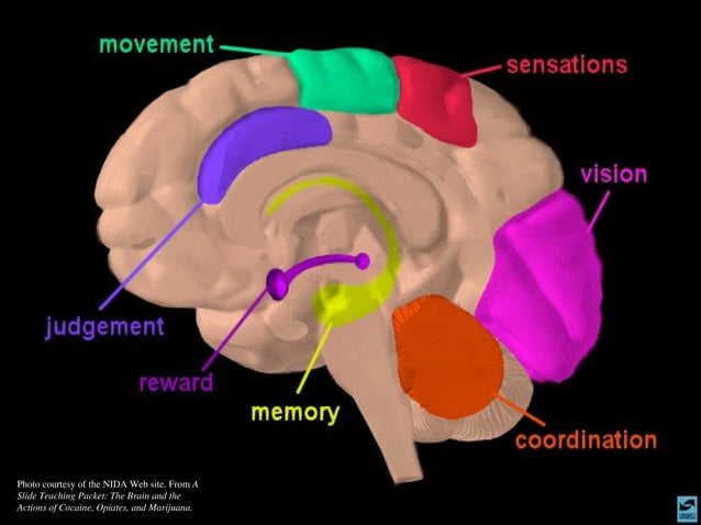 Science of Drugs and its effect on the brain.ppt