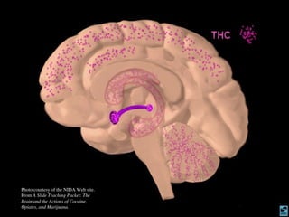 Science of Drugs and its effect on the brain.ppt