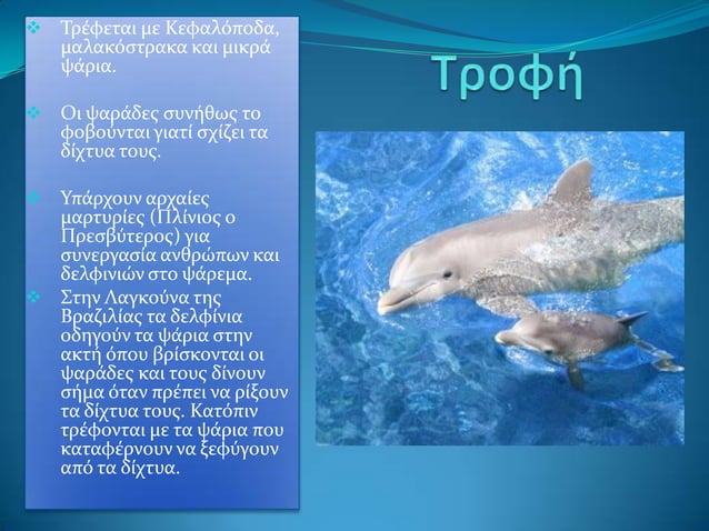 δελφίνι | PPTX