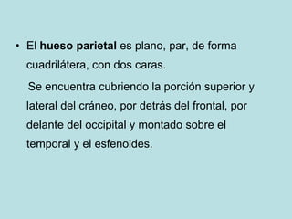 Huesos del craneo humano | PPT