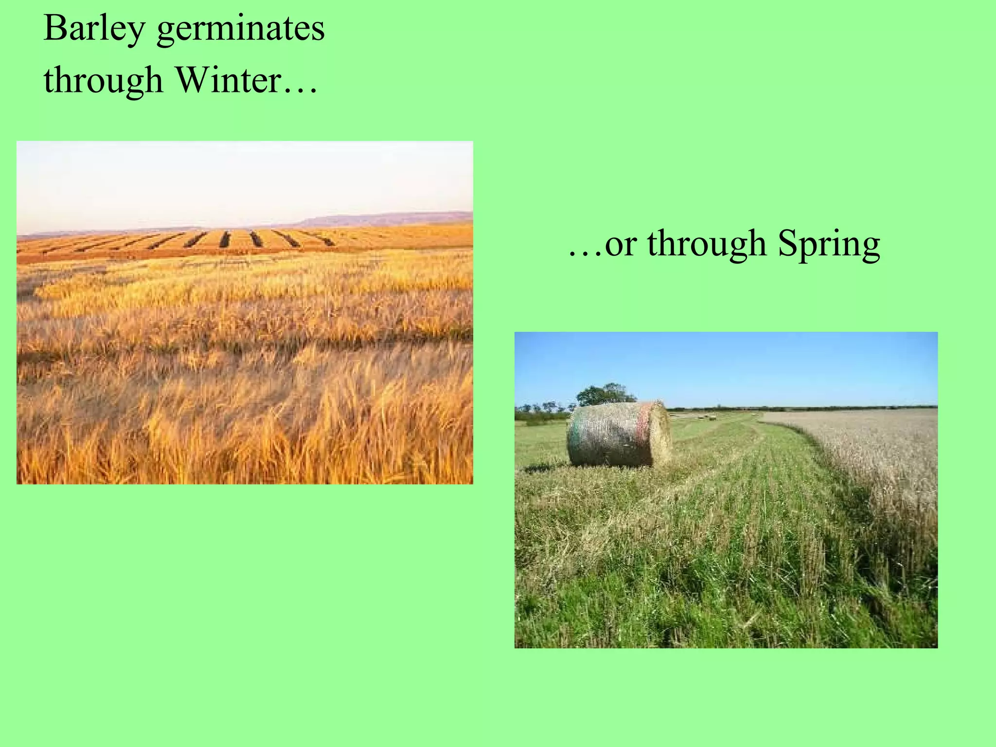 Barley Growth PowerPoint | PPT