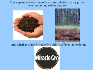Barley Growth PowerPoint | PPT