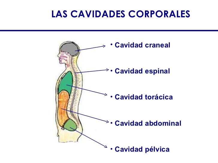 Estructuras anatómicas