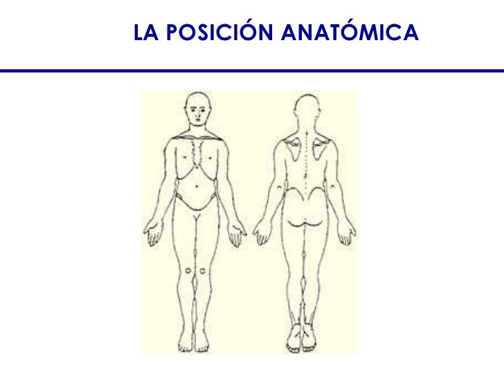 Estructuras anatómicas
