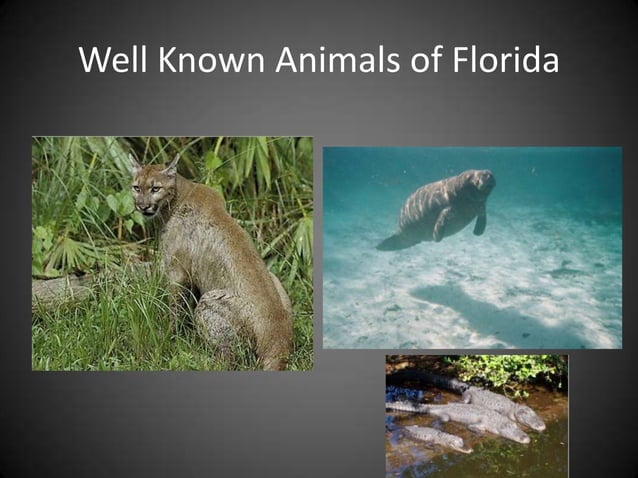 All About Florida | PPT