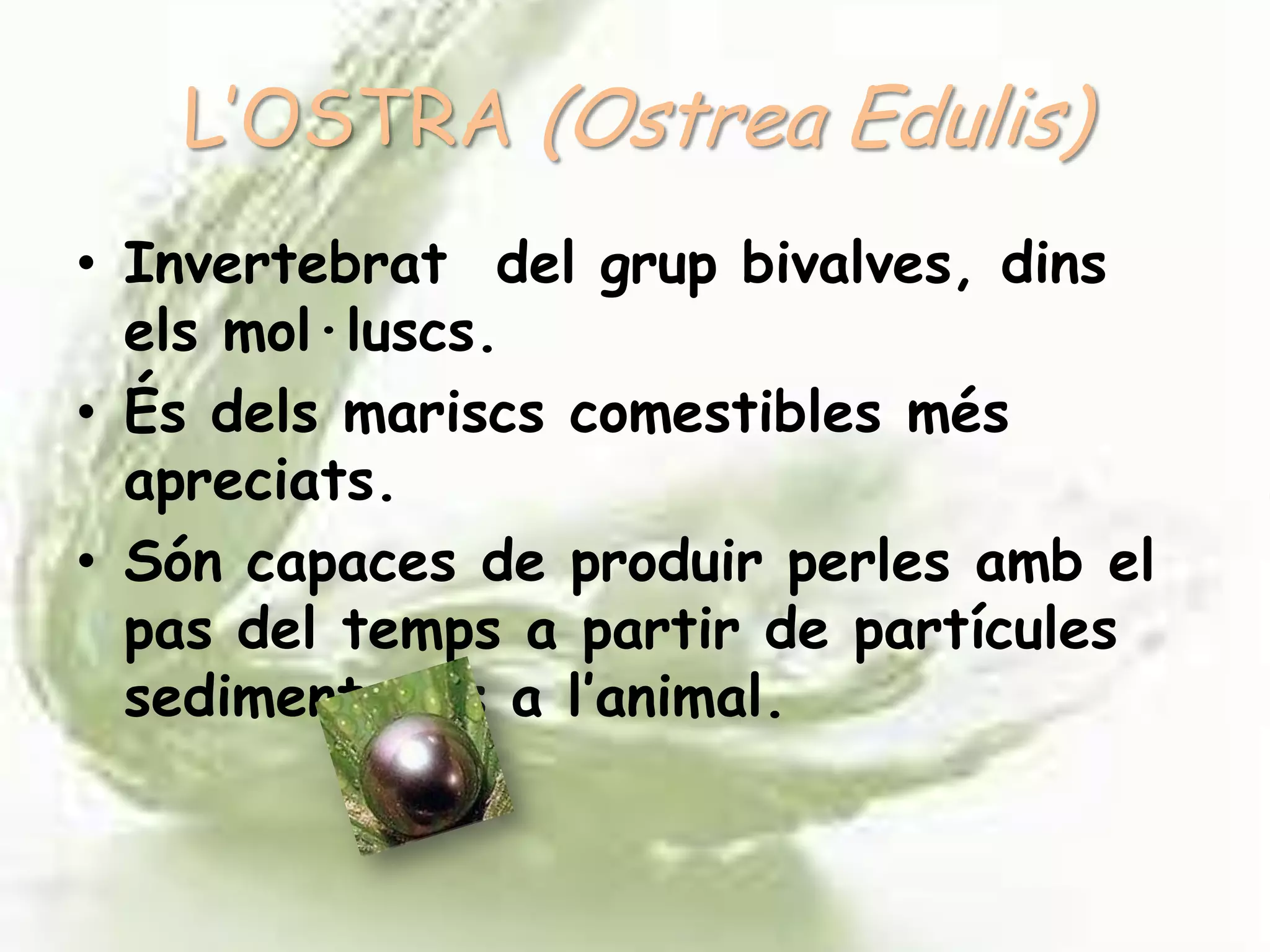 els mol·luscs | PPT