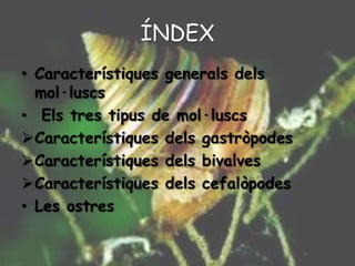 els mol·luscs | PPT