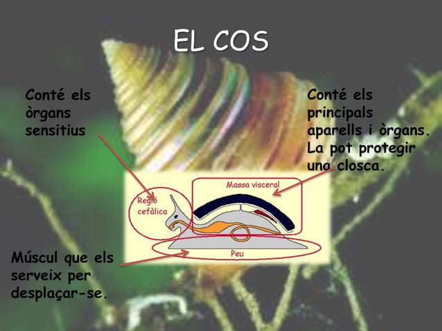 els mol·luscs | PPT