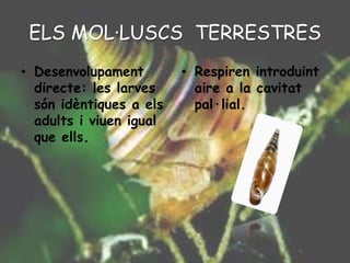 els mol·luscs | PPT
