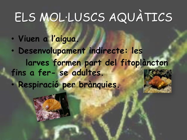 els mol·luscs | PPT