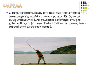 ευρωτας ποταμος Power point | PPT