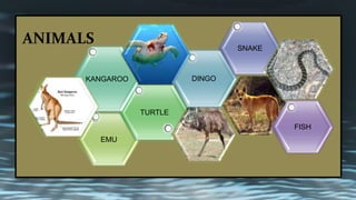 Aboriginal Lifestyle and Culture | PPTX