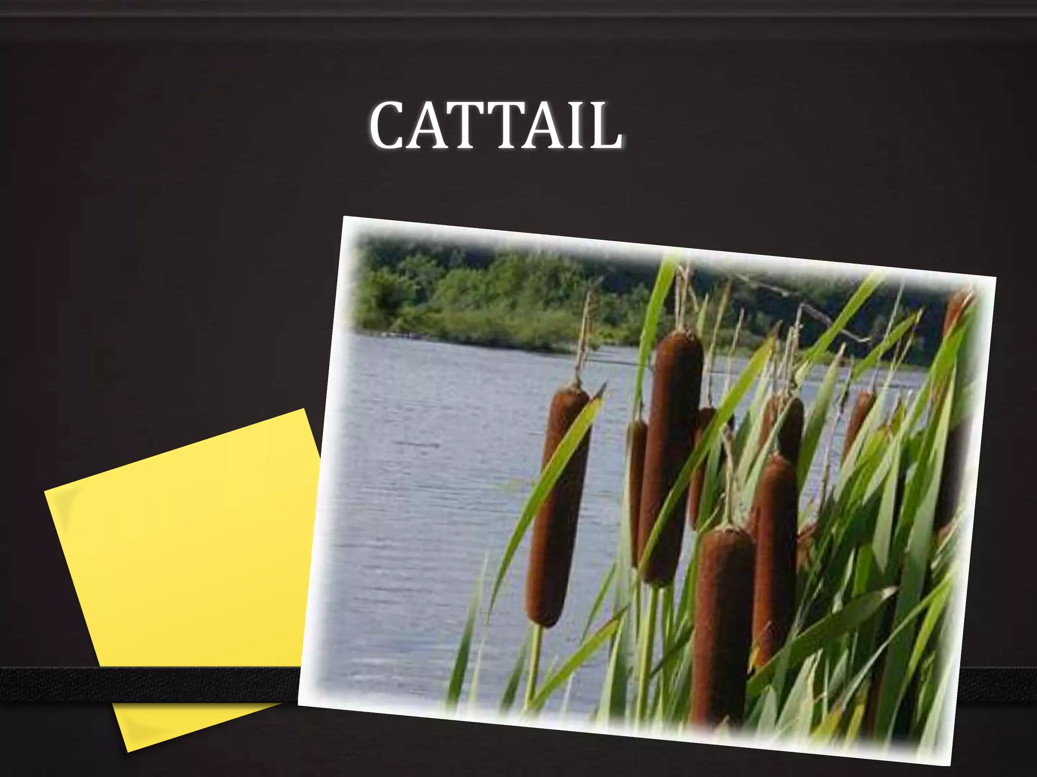 Compound nouns | PPTX