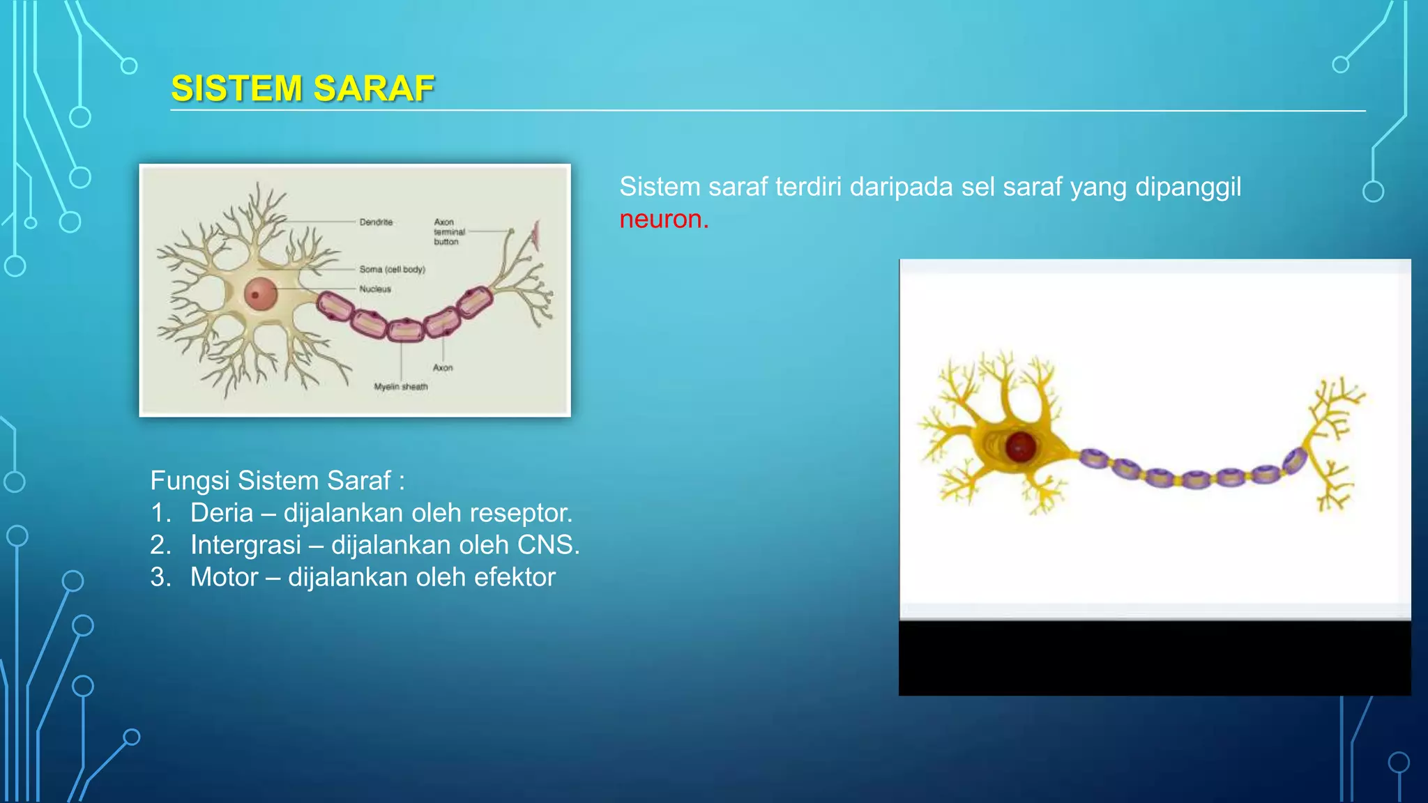 Sistem Saraf Dan Deria | PPTX