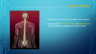 Sistem Saraf Dan Deria | PPTX