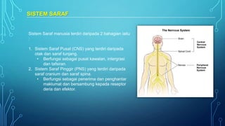 Sistem Saraf Dan Deria | PPTX