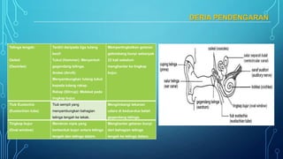 Sistem Saraf Dan Deria | PPTX