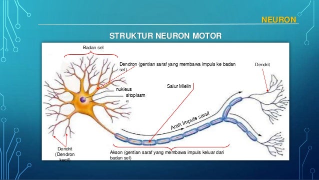Sistem Saraf Dan Deria