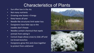 The Taiga Biome | PPTX