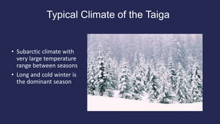 Taiga Biome Seasons