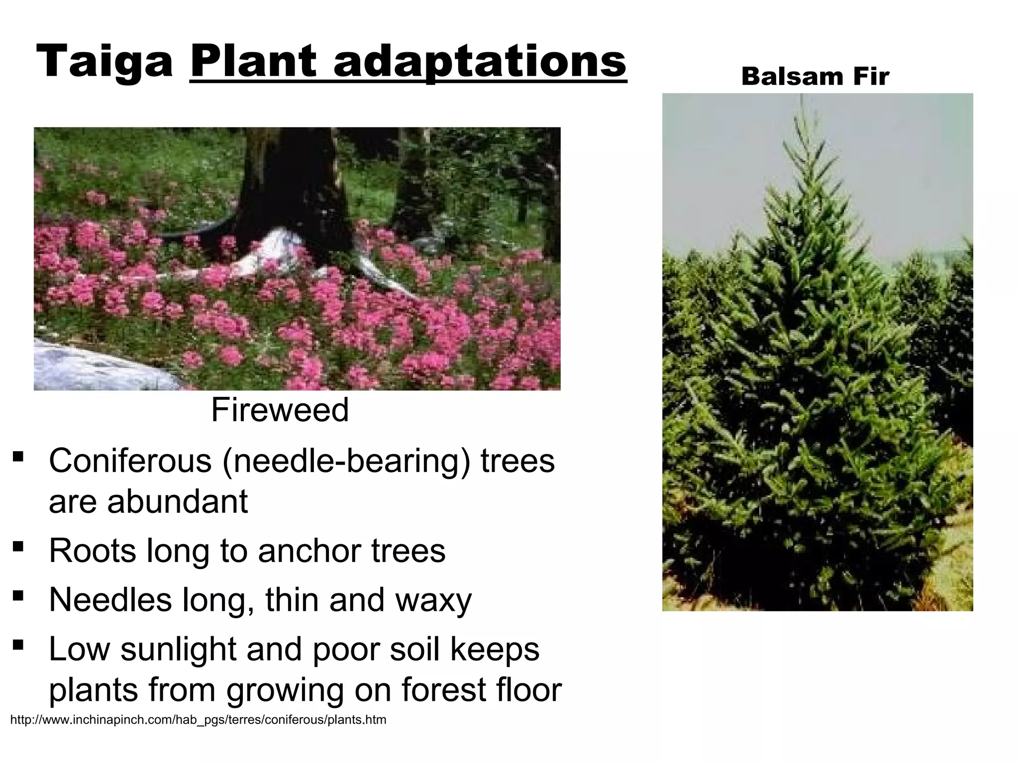 Powerpoint ..biomes | PPT