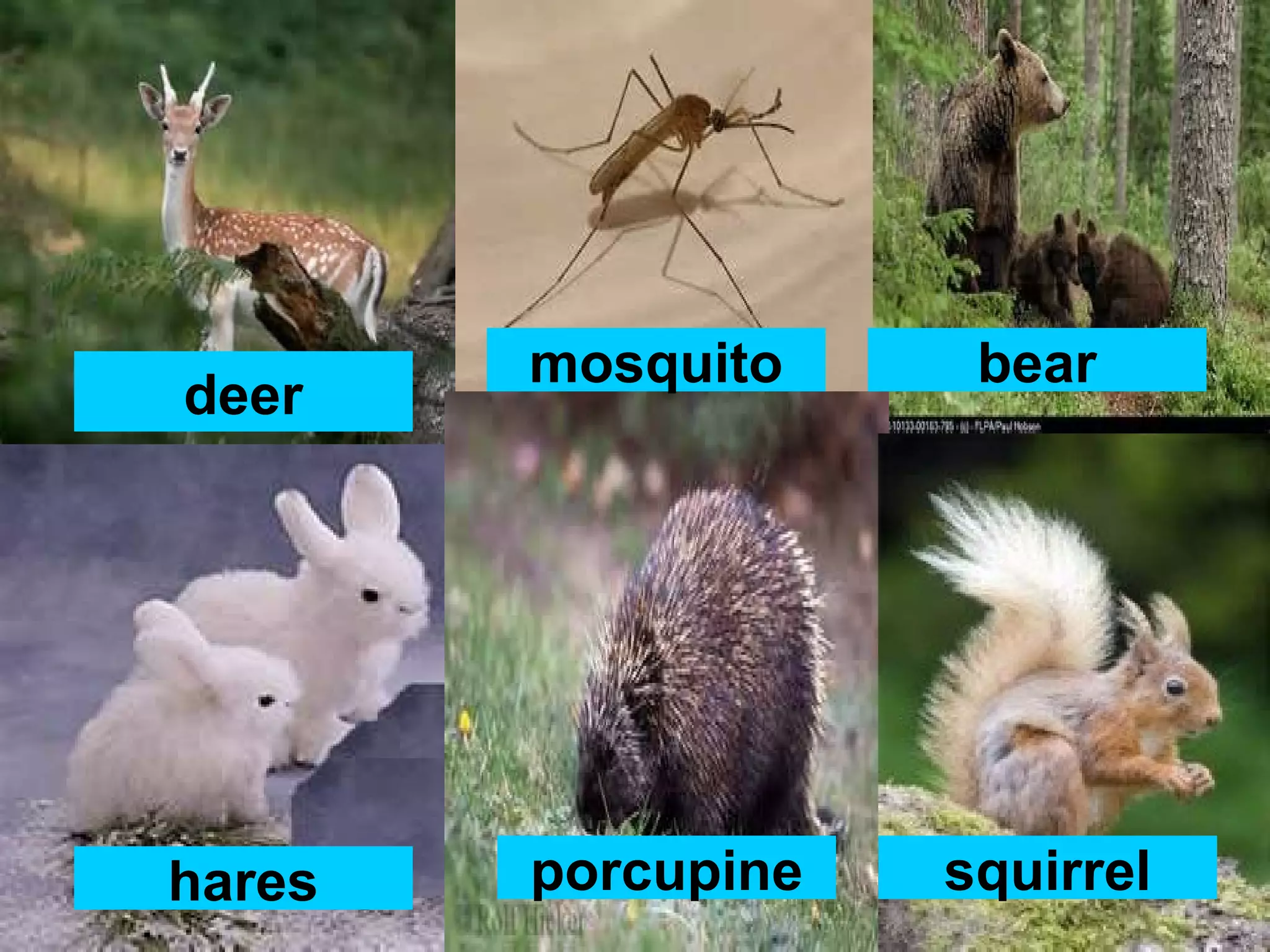 Powerpoint ..biomes | PPT