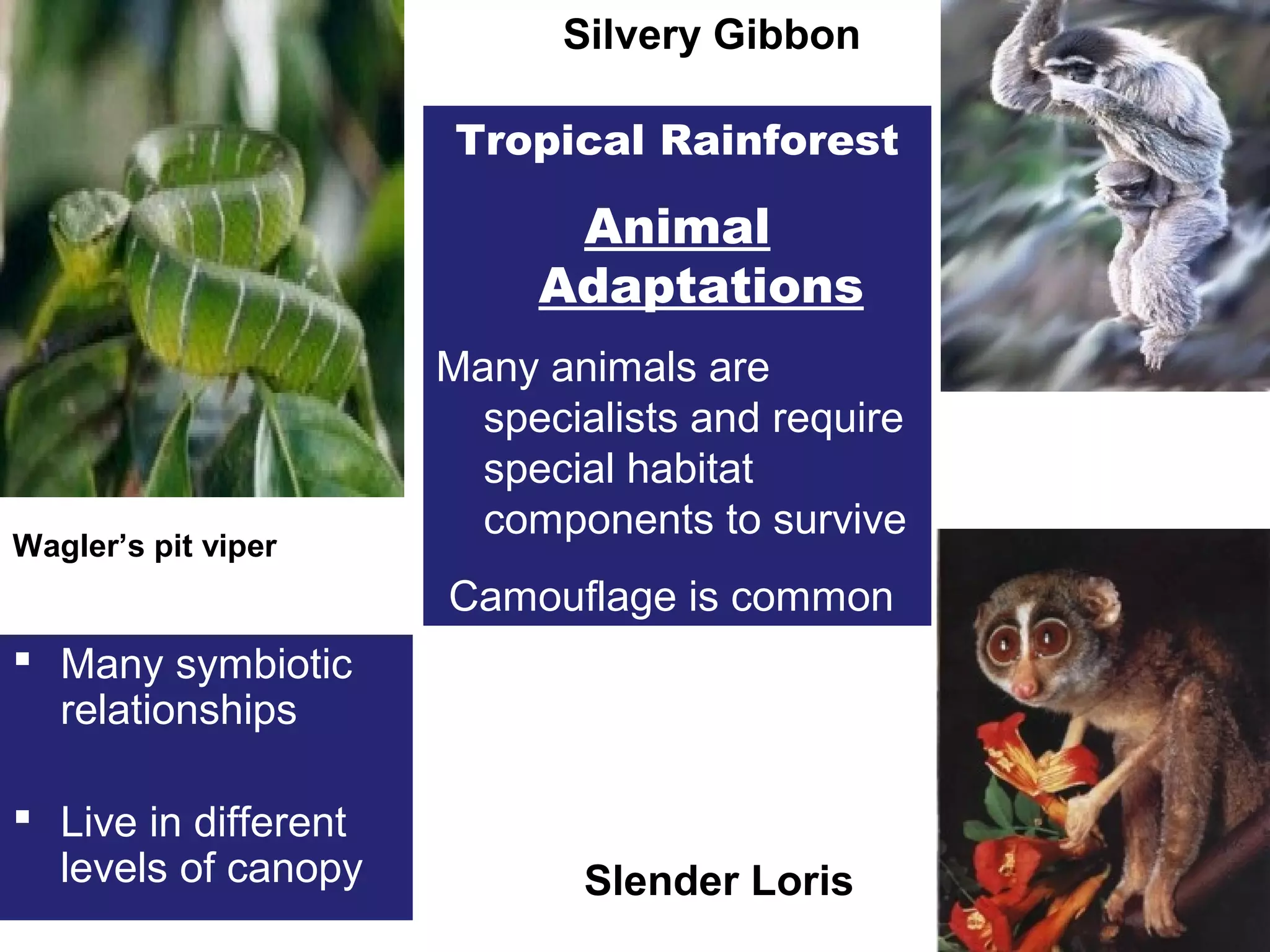 Powerpoint ..biomes | PPT