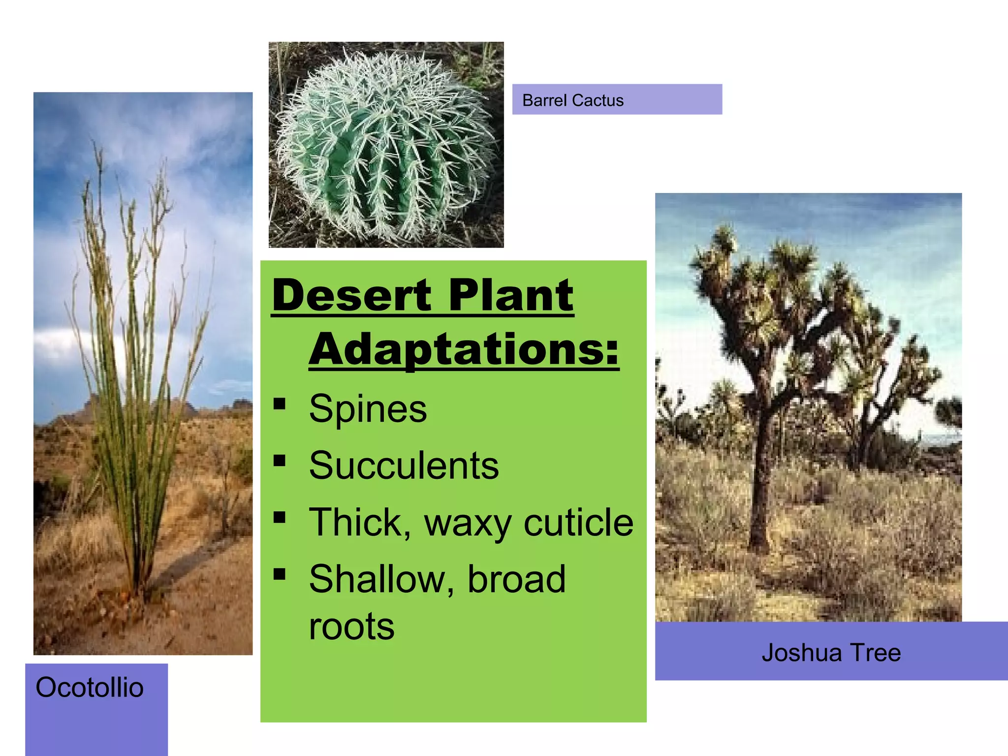 Powerpoint ..biomes | PPT