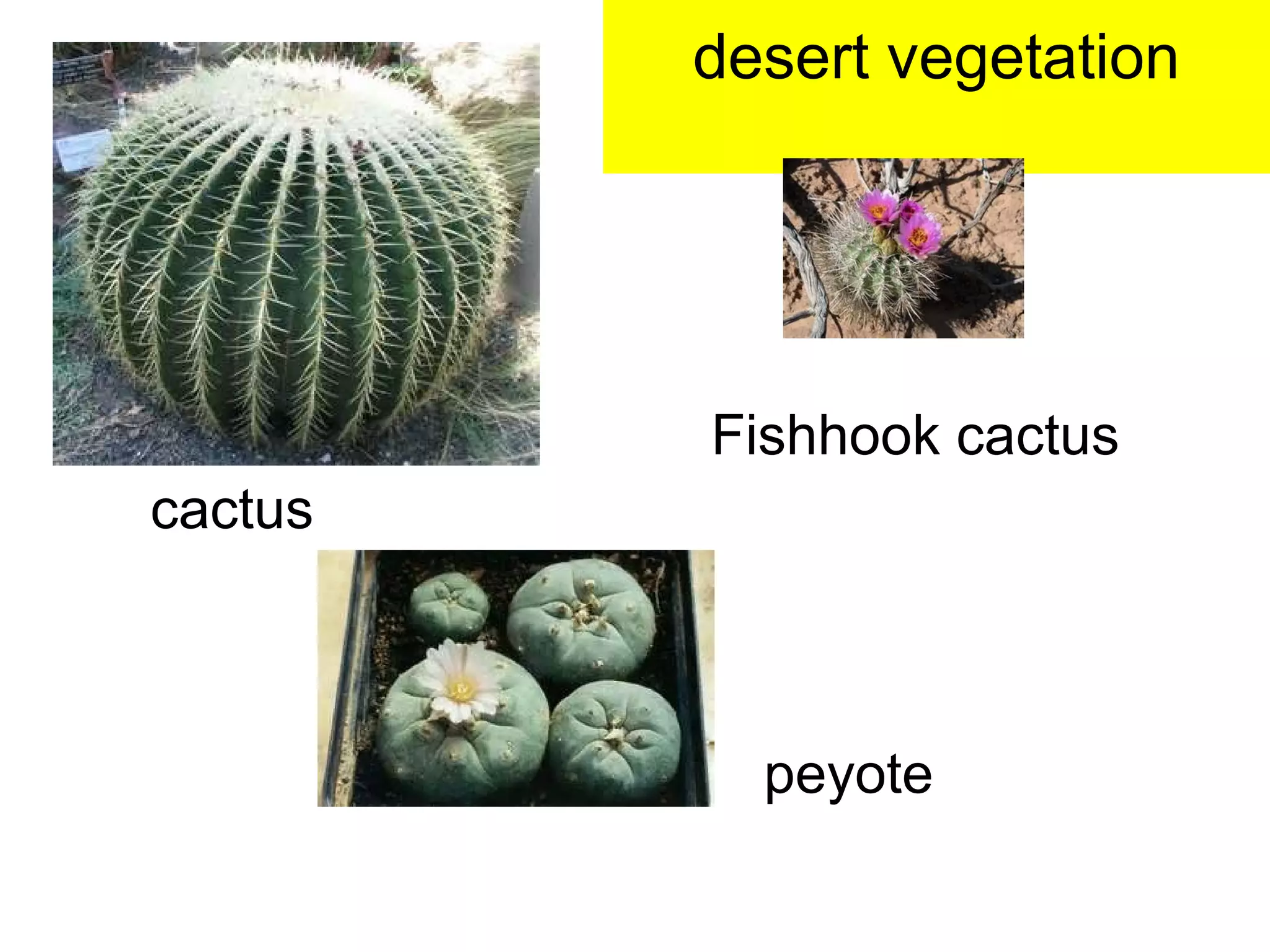 Powerpoint ..biomes | PPT