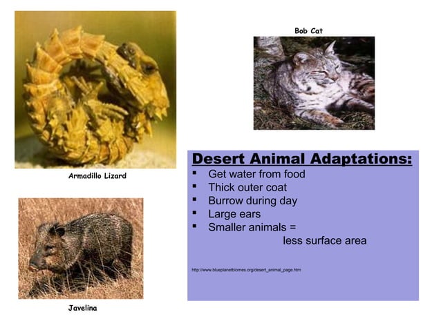 Powerpoint ..biomes | PPT