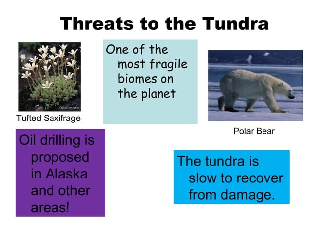 Powerpoint ..biomes | PPT