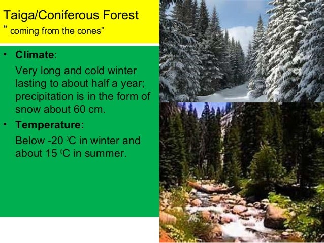 Coniferous Vs Deciduous