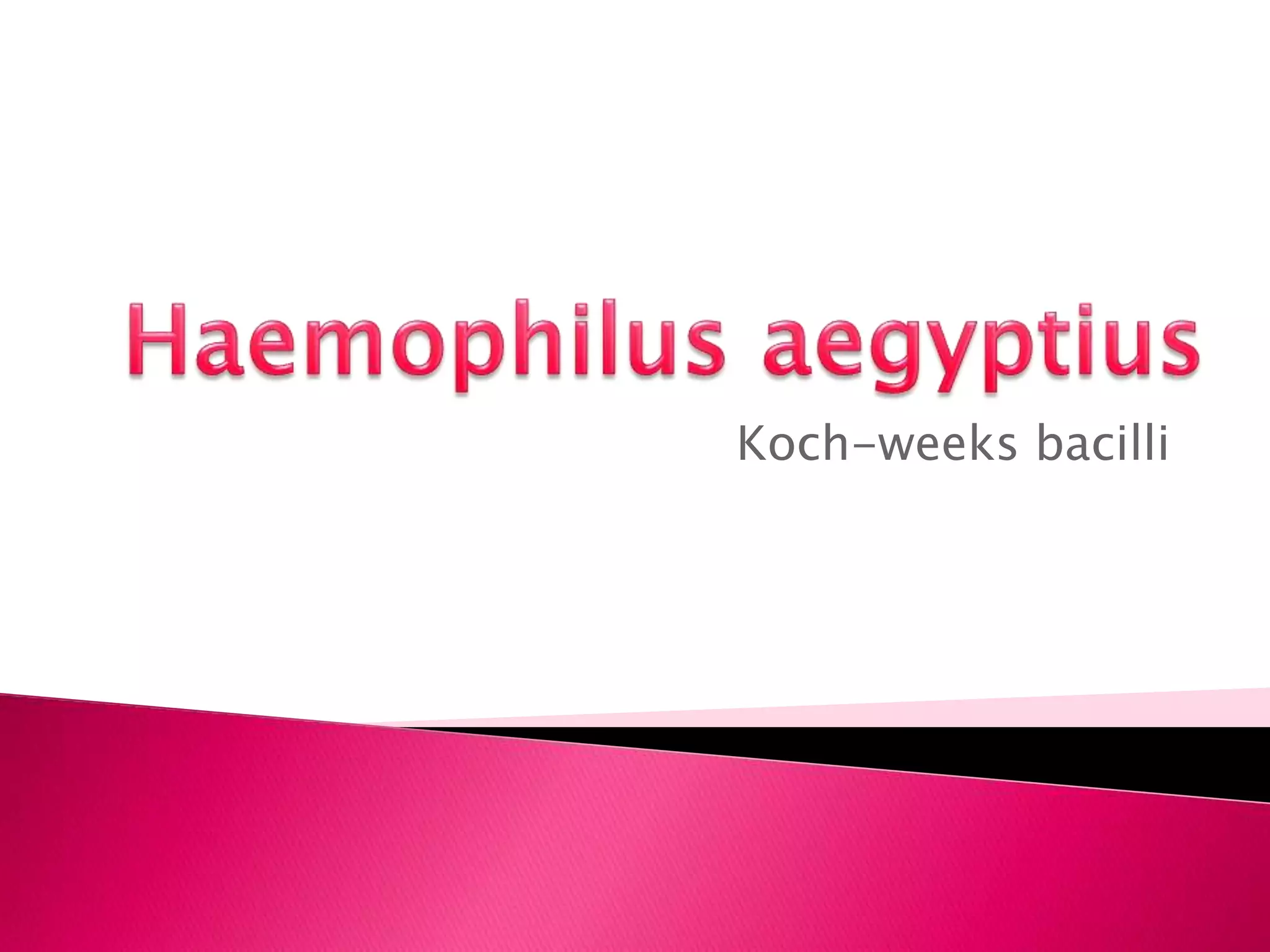 Haemophilus aegyptius | PPTX
