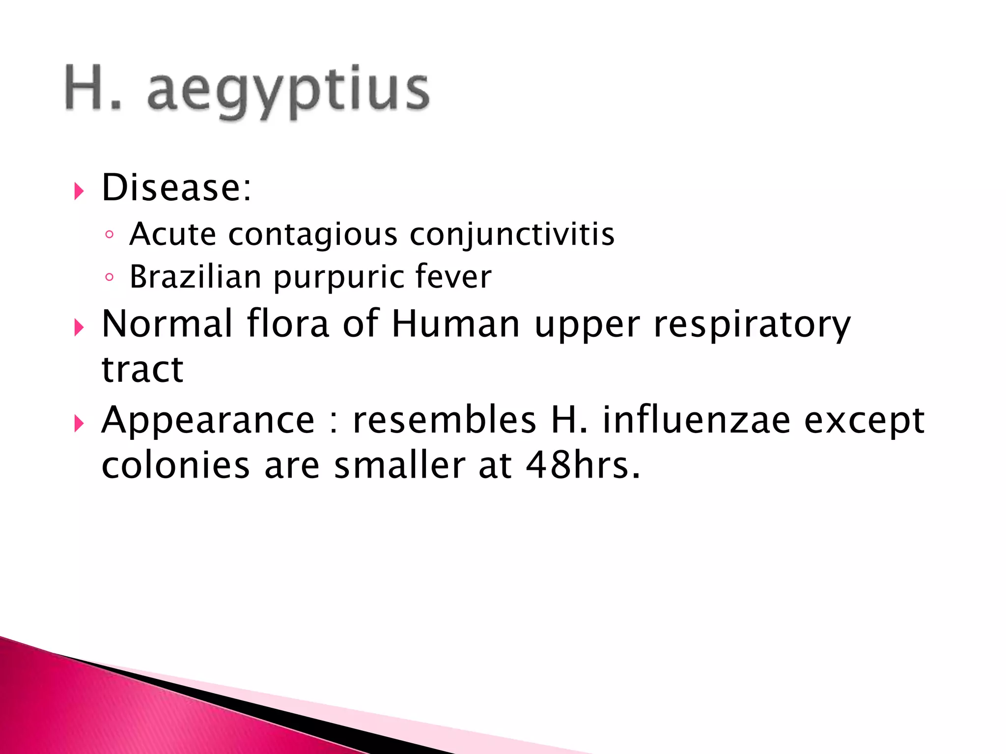 Haemophilus aegyptius | PPT